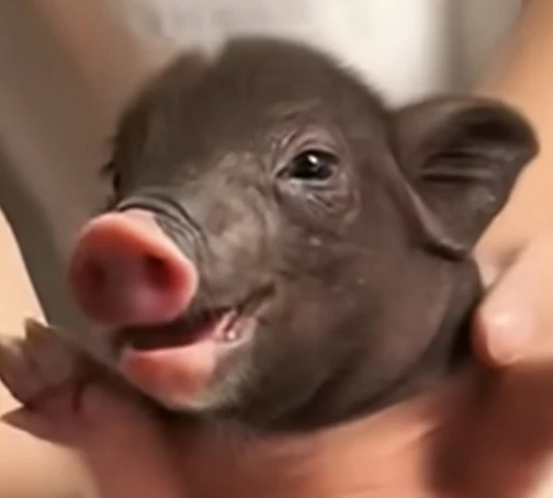 HIT THE SHIMMY EMOTE | Fandom