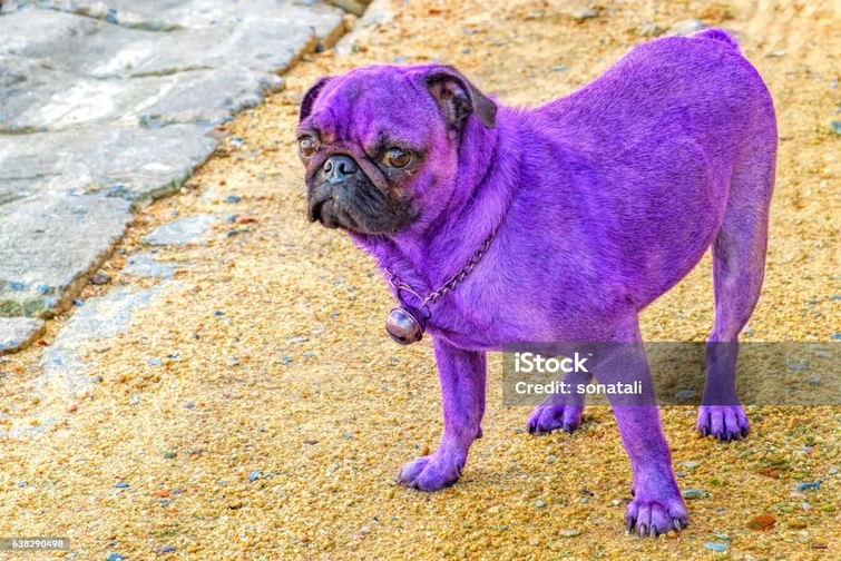Purple pugs | Fandom