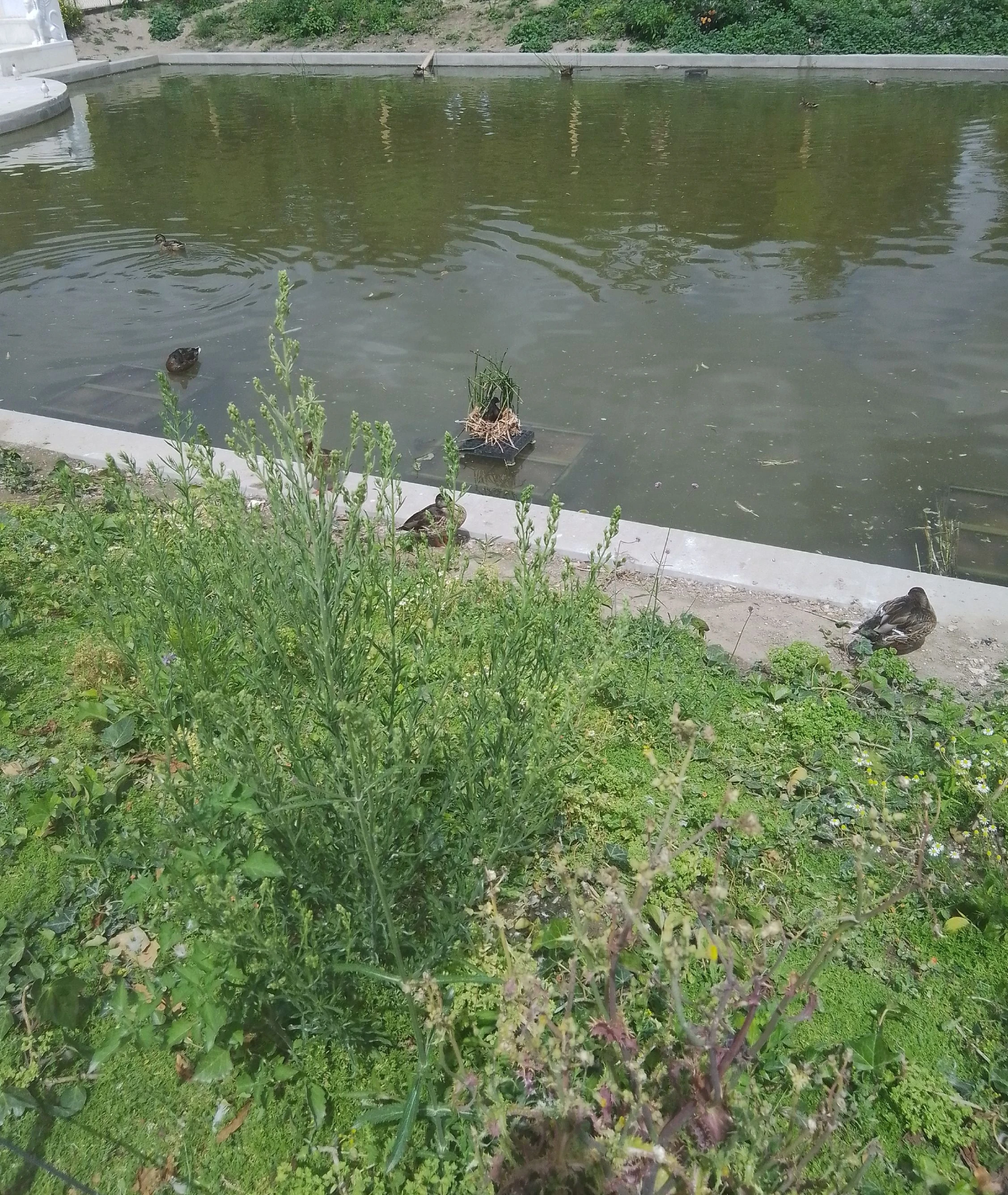 DUCKS!-🦆💚⭐ | Fandom