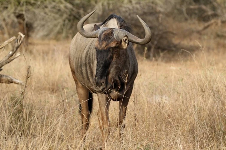 Top 10 Animals I Hope Are Added To Planet Zoo | Fandom