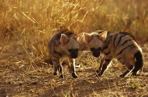 does any creature look close to an aardwolf | Fandom