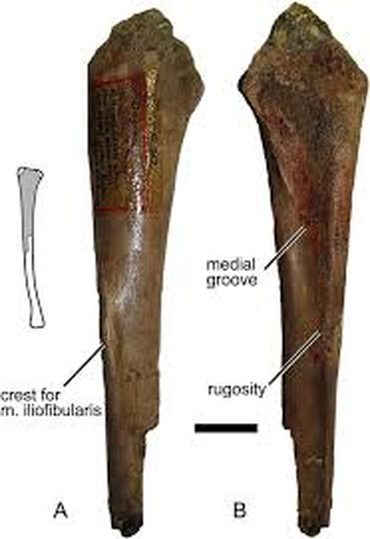 Discuss Everything About Dinopedia | Fandom