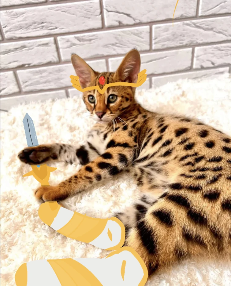 A she ra cat! | Fandom