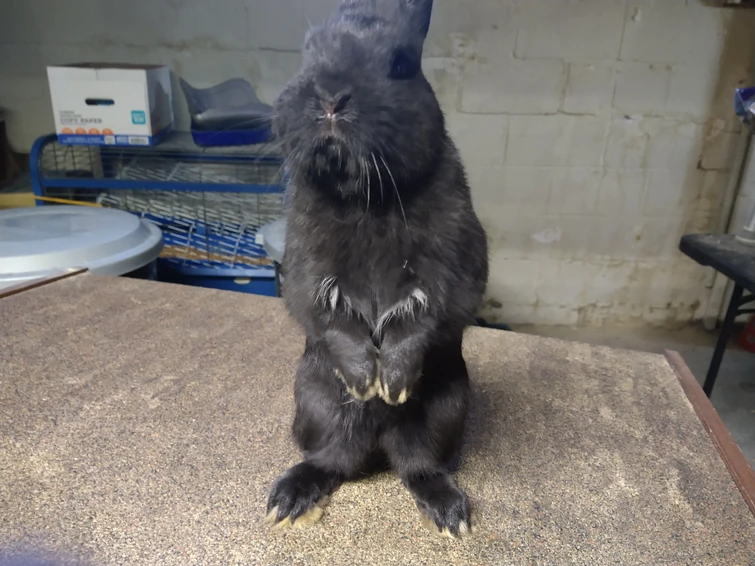 I was gonna do a poll but I don't want to screenshot evil corn man so ...