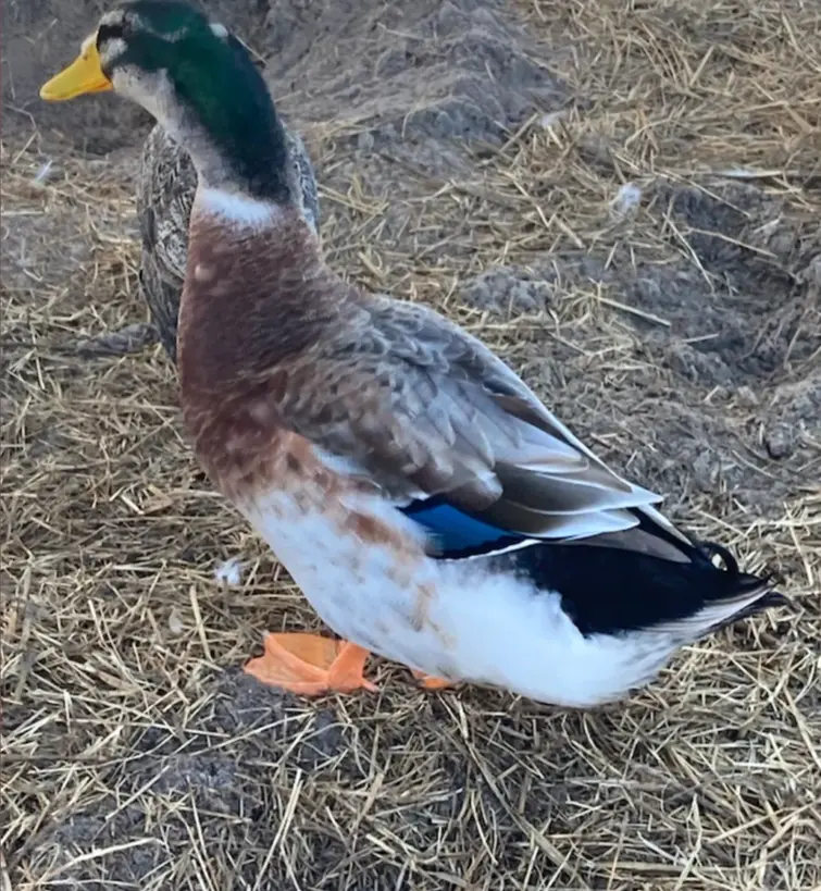 DUCK PALISMEN 🦆 🦆🦆🦆🦆 | Fandom