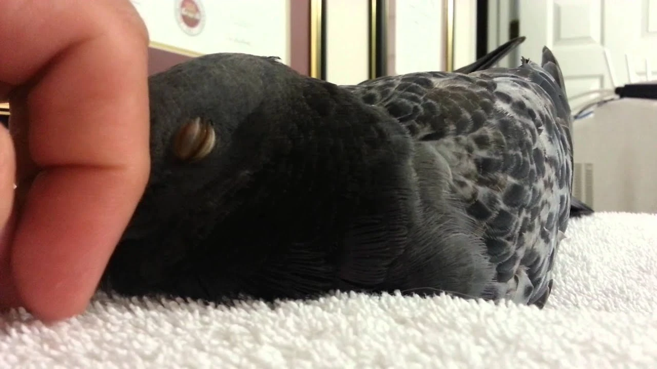 have a bird | Fandom