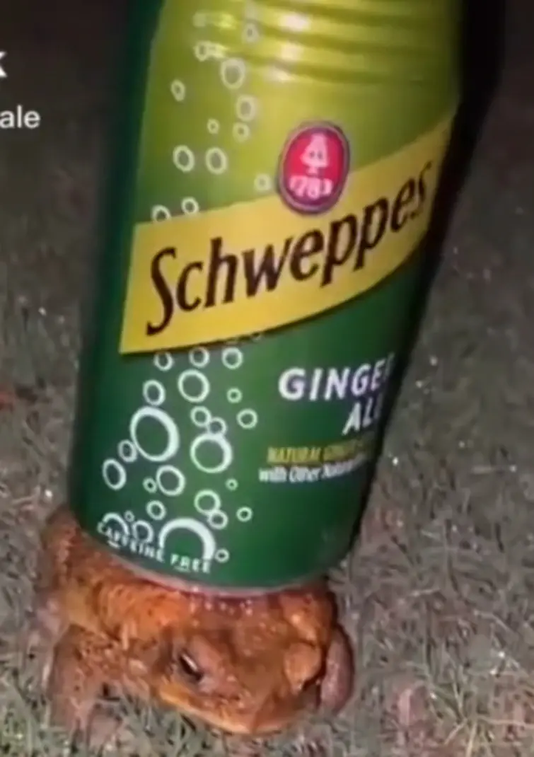 Frog with the ginger ale | Fandom