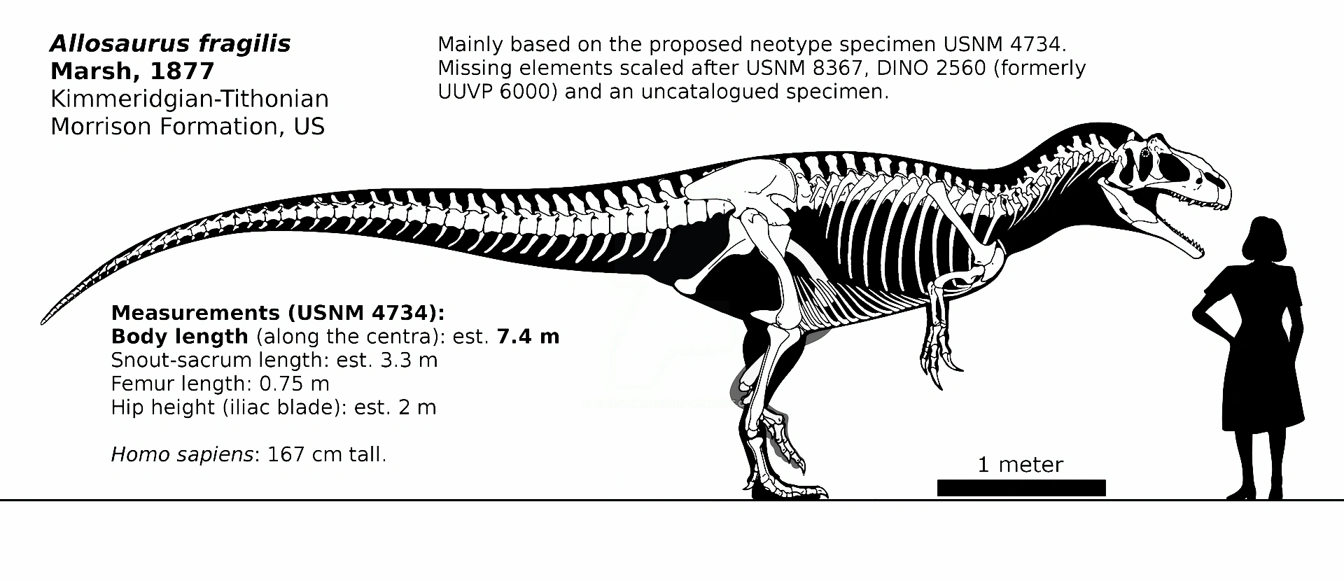 Smallest skeletally mature Allosaurus Fragilis specimen known, skeletal ...