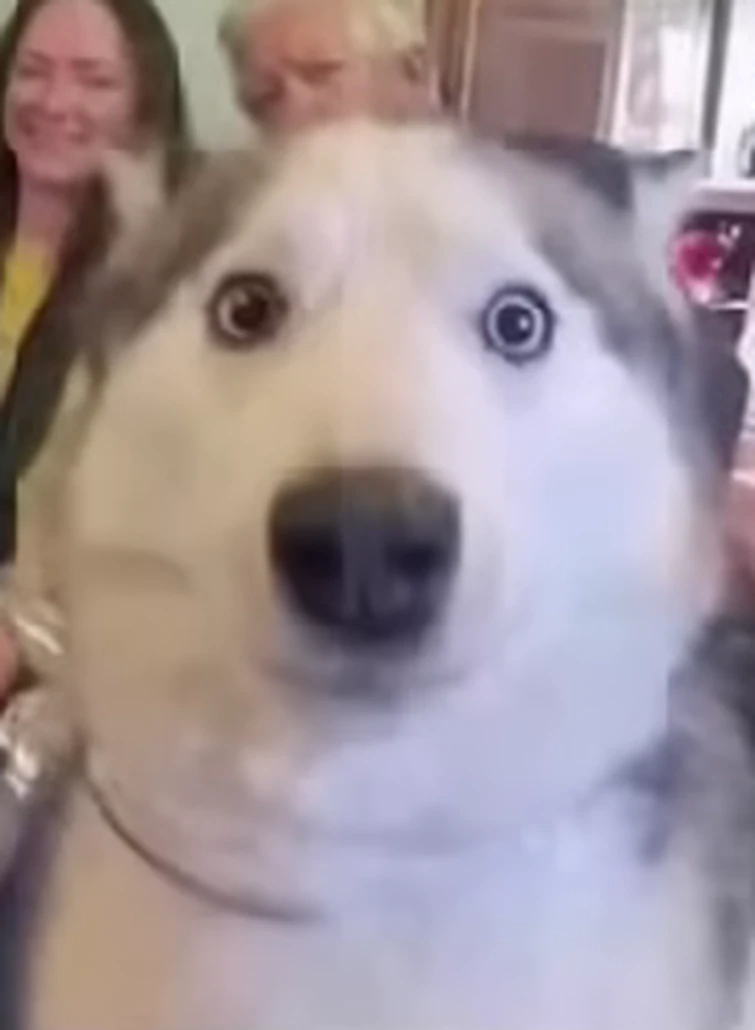 Can you decipher this tweet | Fandom