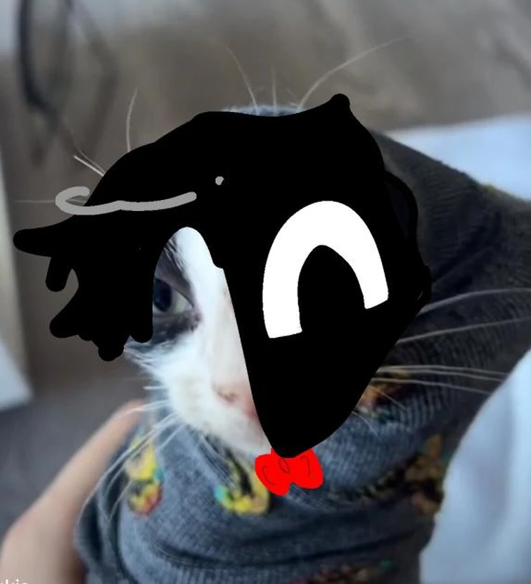 Hehe, Cesar-cat in a sock | Fandom
