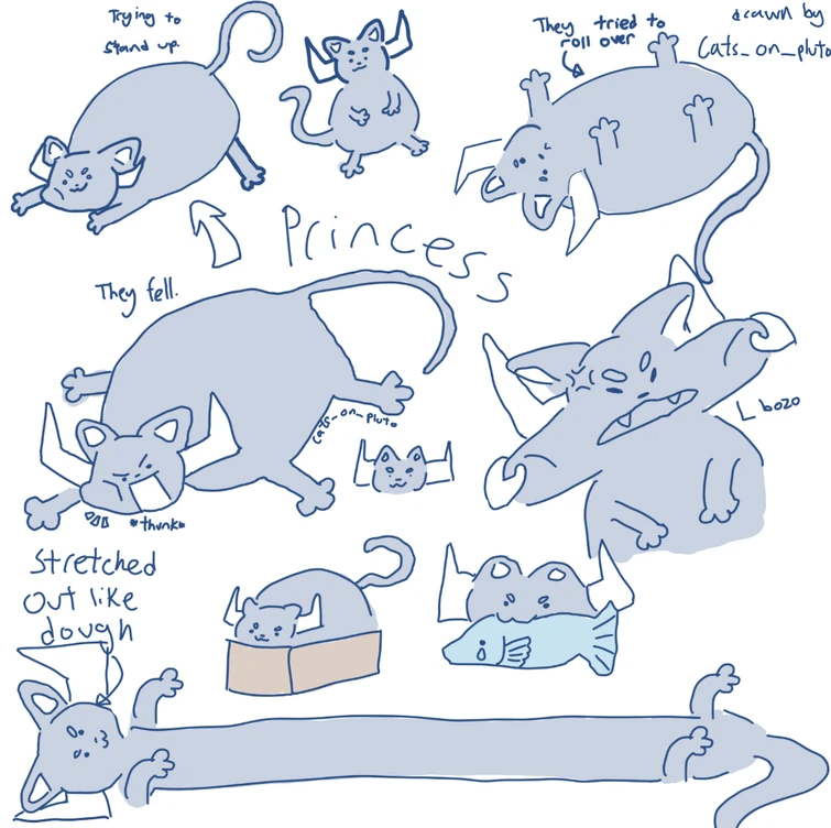 Princess the cat (again) | Fandom