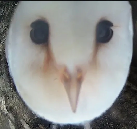 This bird is HOMOPHOBIC ... | Fandom