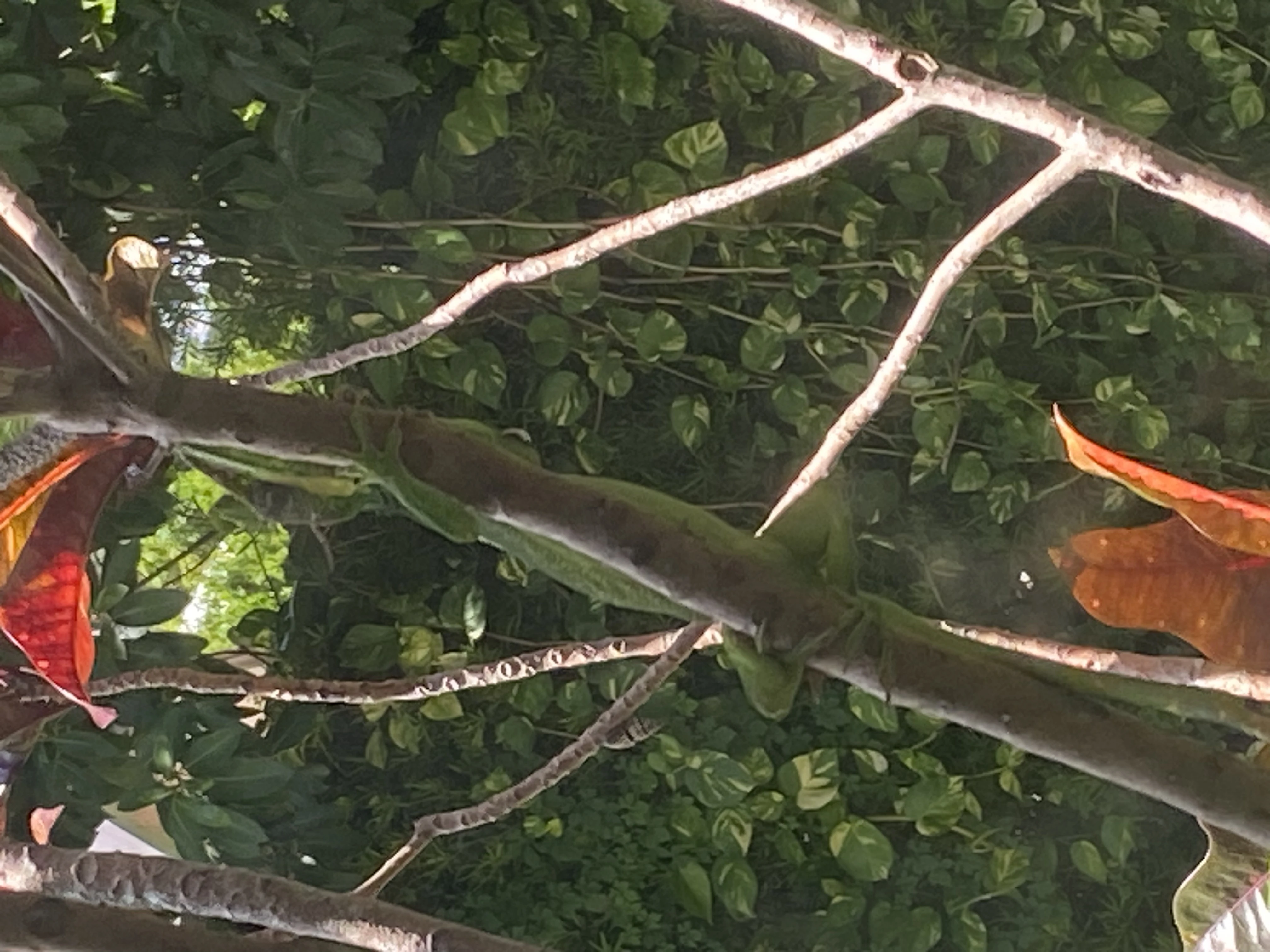 LOOK AT THIS BIG ASS LIZARD I FOUND | Fandom