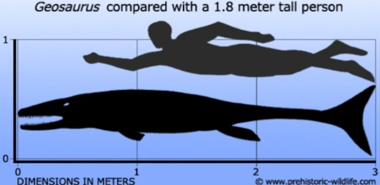 I'm going to do another short lesson on a creature mentioned yesterday ...