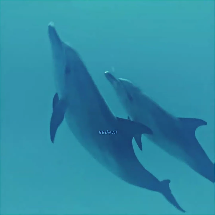 How mfs feel when they spray every npc in a 221 stud radius: | Fandom