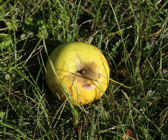 Ground apple? 🍎 🐜 A.N.T.C.O.L.O.N.Y | Fandom