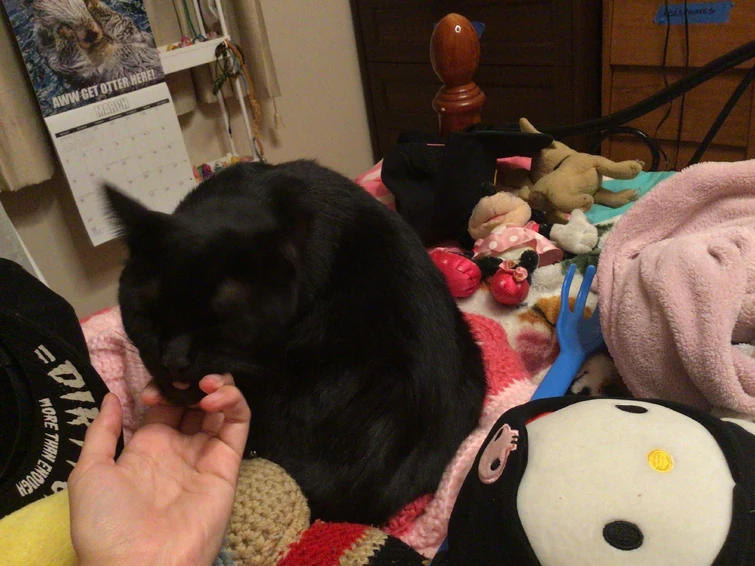 Pls look at my silli cat and have a good day. | Fandom