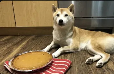 Discuss Everything About Battle Cats Wiki | Fandom