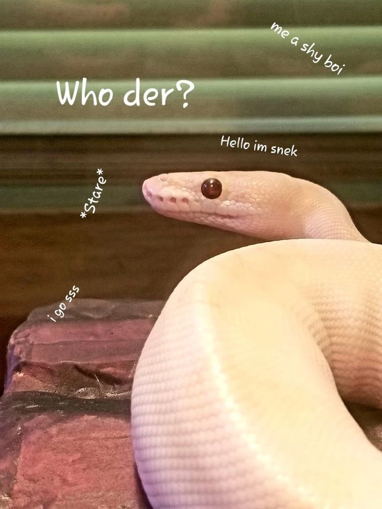 Snek appreciation | Fandom