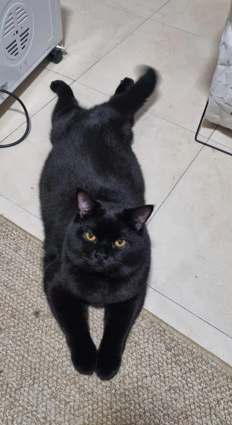 Dark Dagger V2 | Fandom