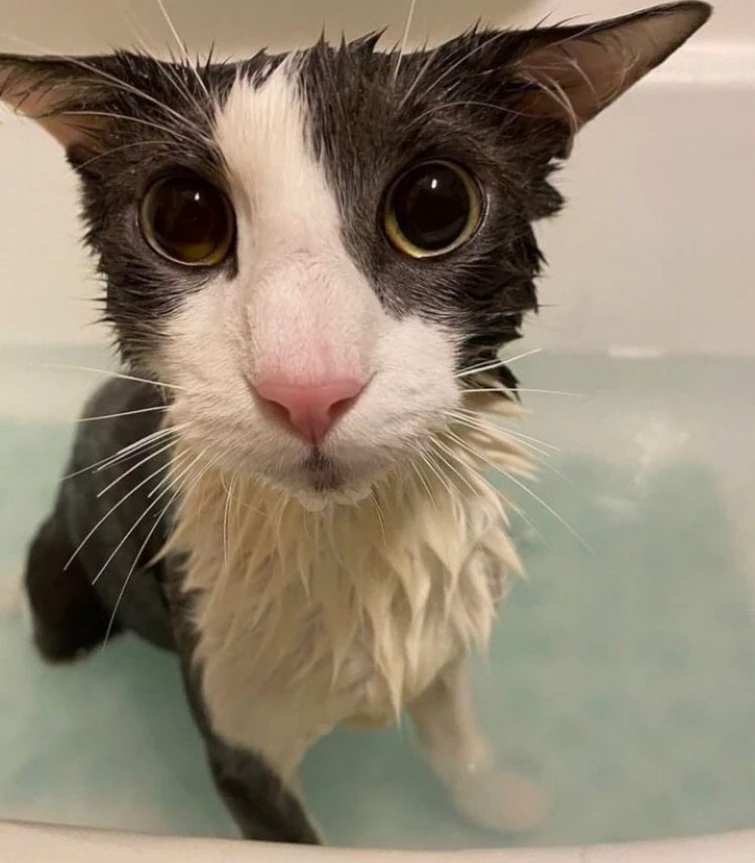 I’m so excited for season 6!! Also I drew Zym as the soggy cat meme ...