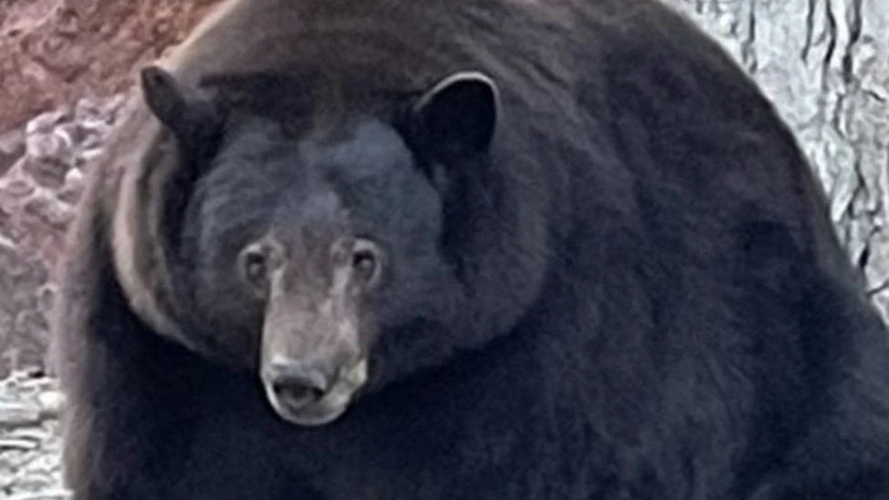 Hank the Tank | Fandom