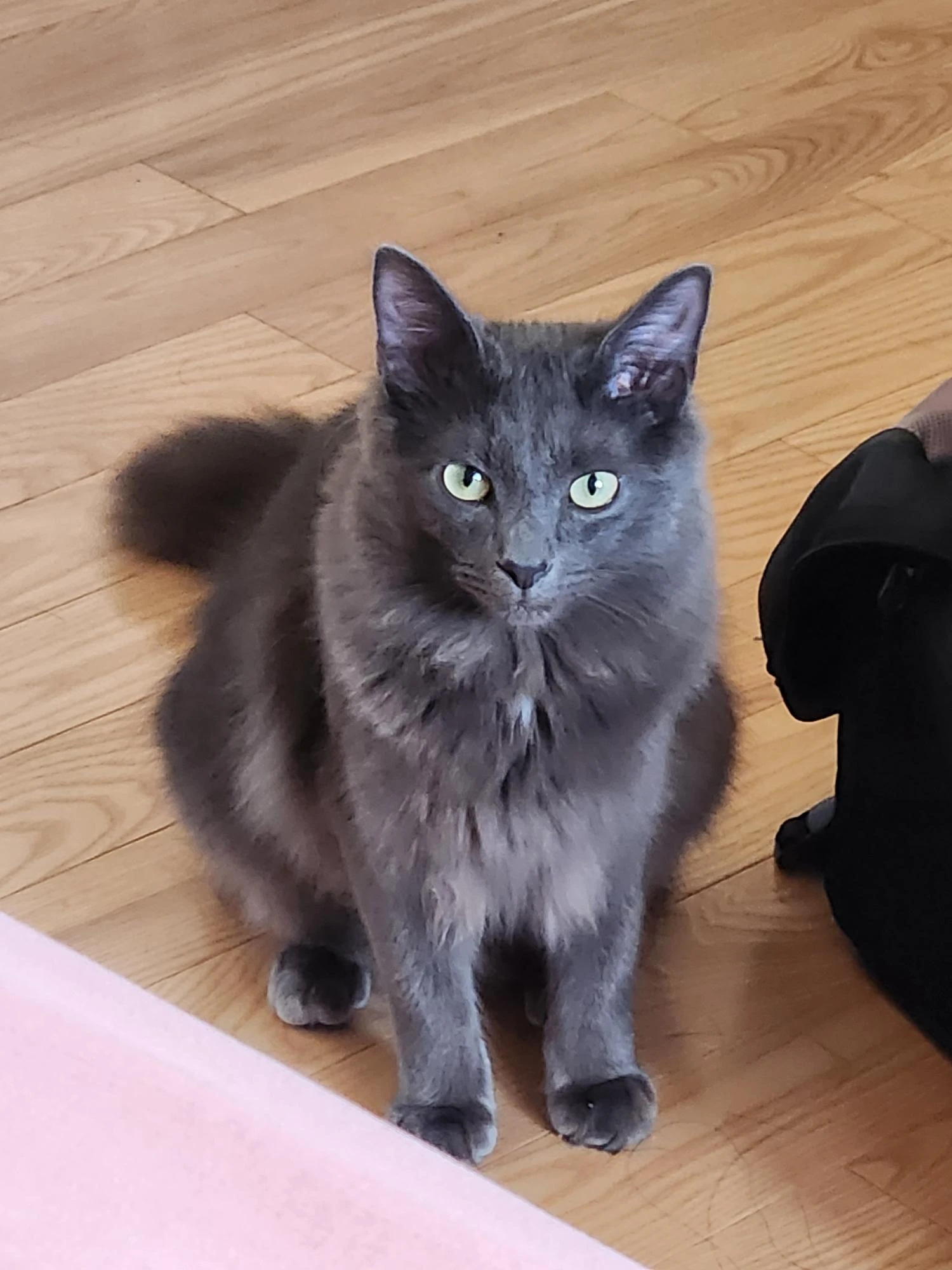 What does your cat say | Fandom