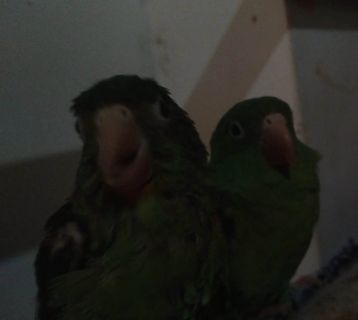 Silly parrot smile | Fandom