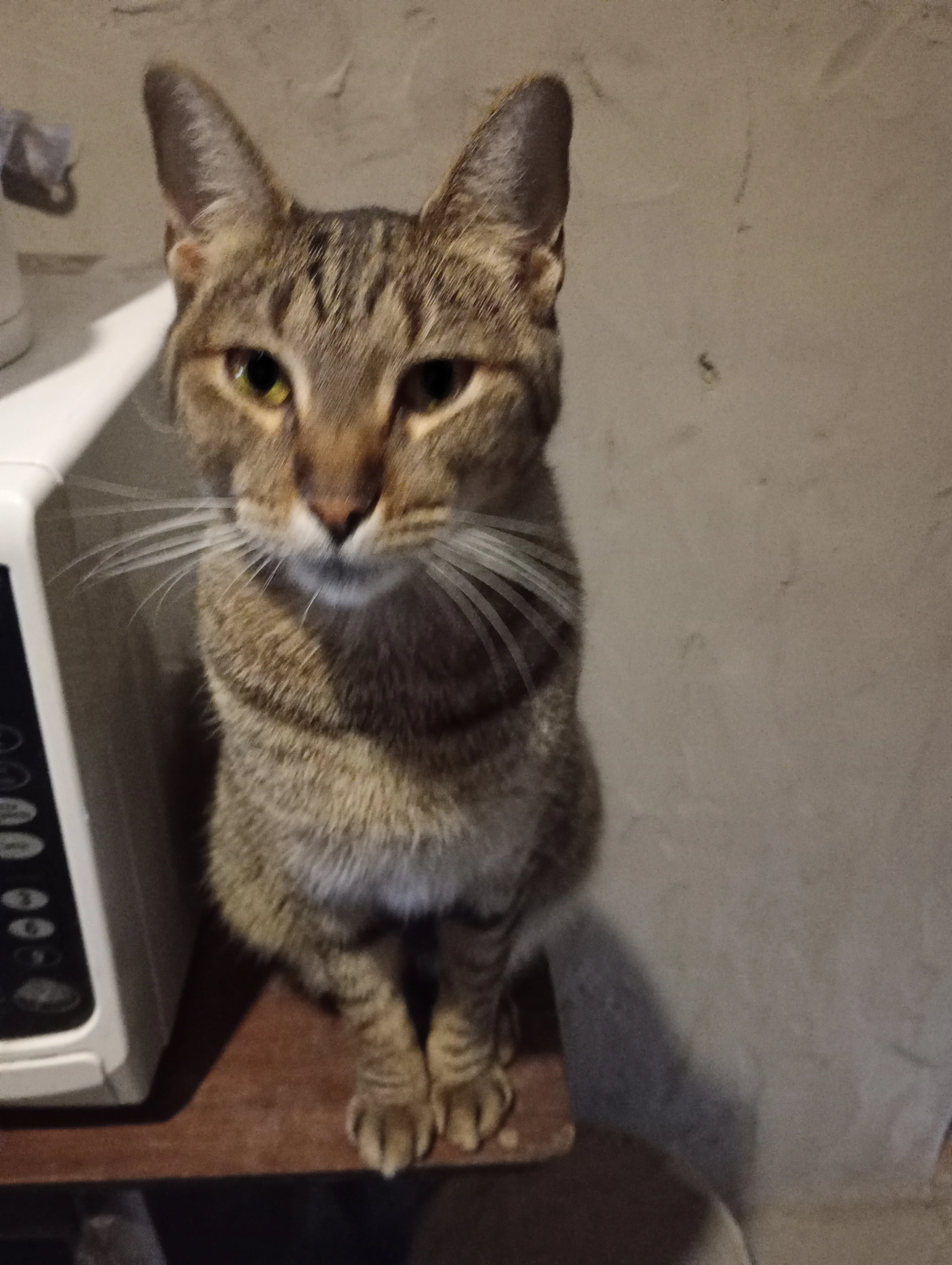 My Cat (ft. Mike Ro-Wave) | Fandom