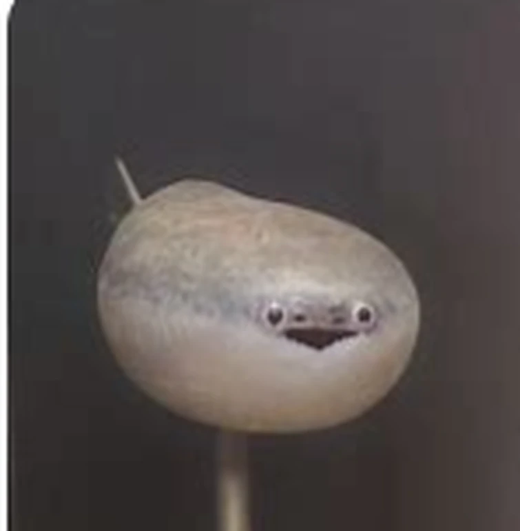 Sacabamphis | Fandom