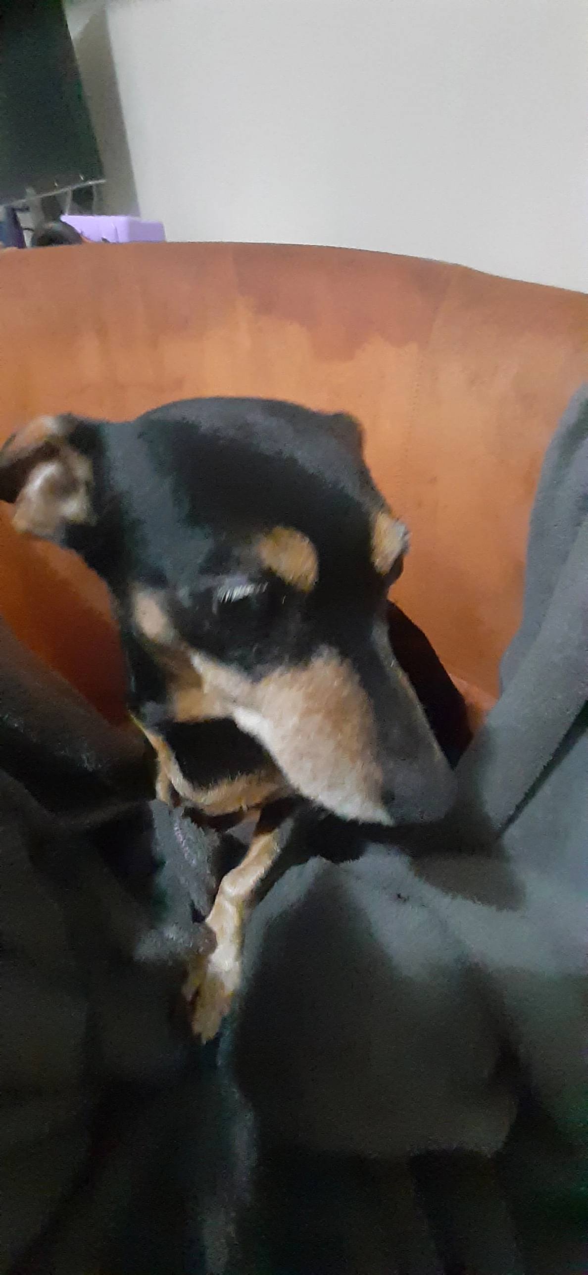 Idk what I'm doing anymore so here's a picture of my dawg | Fandom