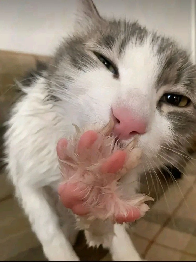 BRO YOUR FOOT IS CLEAN CALM DOWN | Fandom