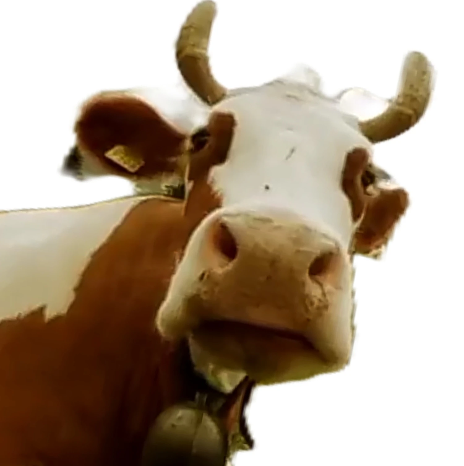 Cow Vector Ty Heart Logo | Fandom