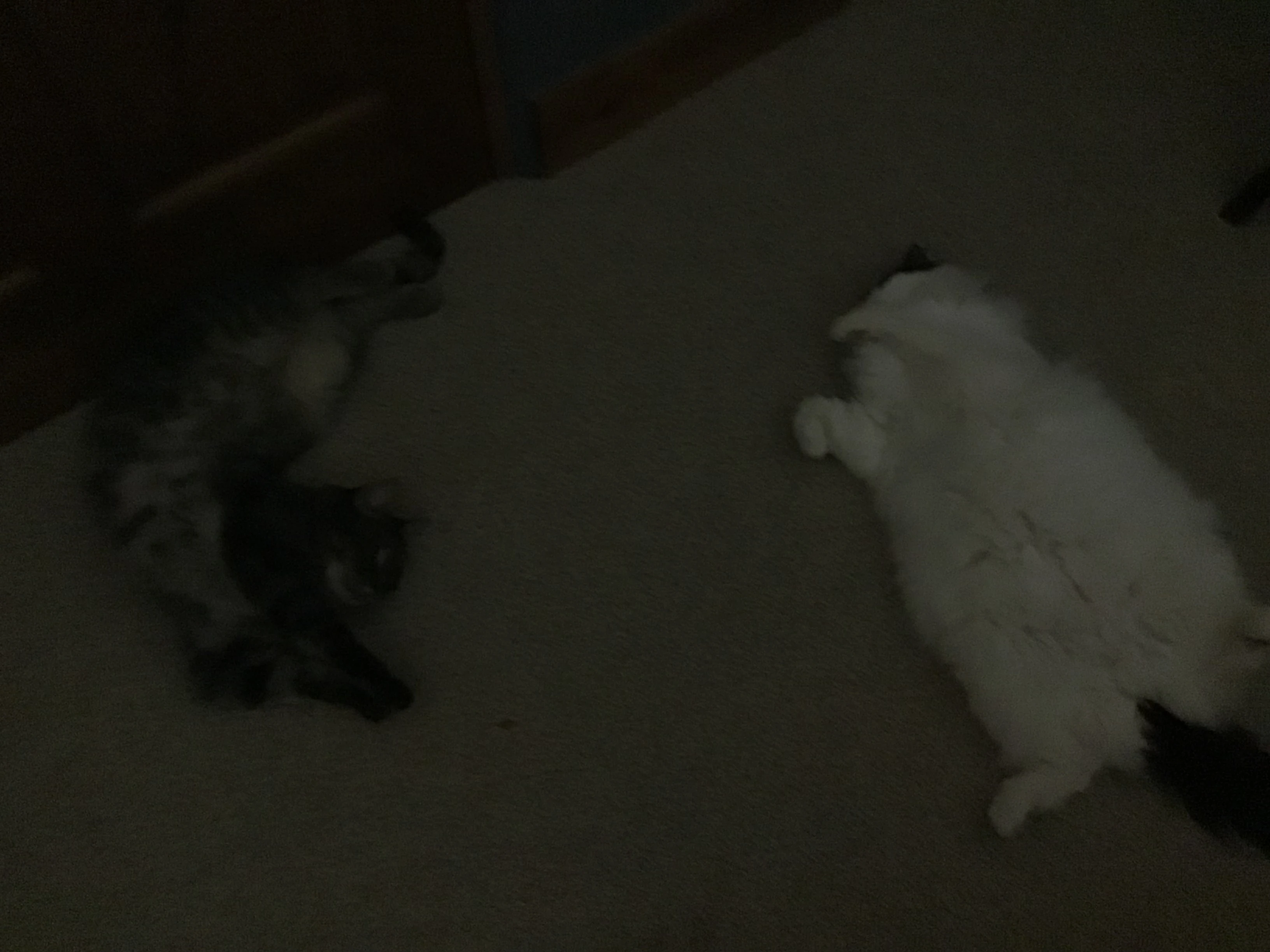 My cats (warning: silly!!!) | Fandom