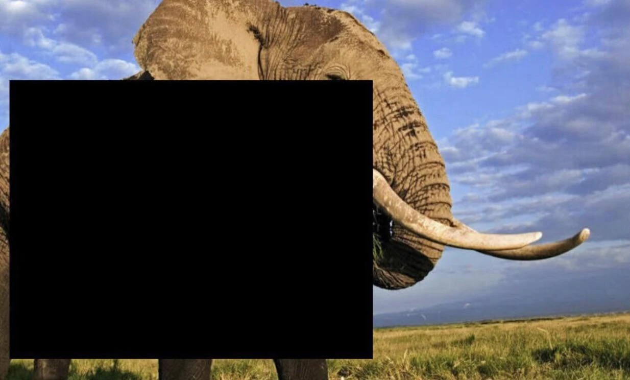 Guess the animal (Impossible Difficulty😈) | Fandom