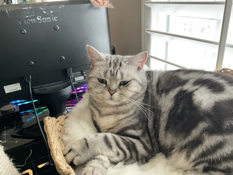 Daily Cat Image #442 | Fandom