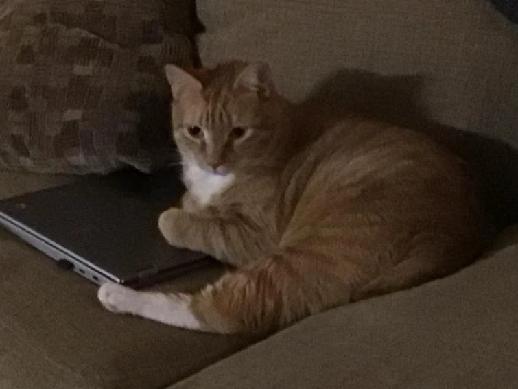 cat | Fandom
