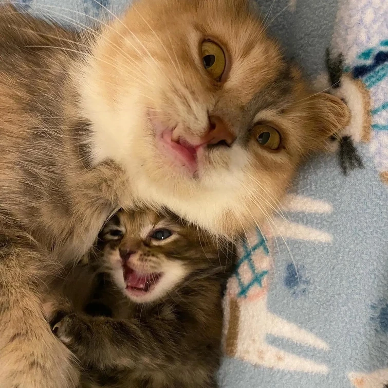 I forgot to post this when I drew it but anyway Warrior Cats and CRK AU ...