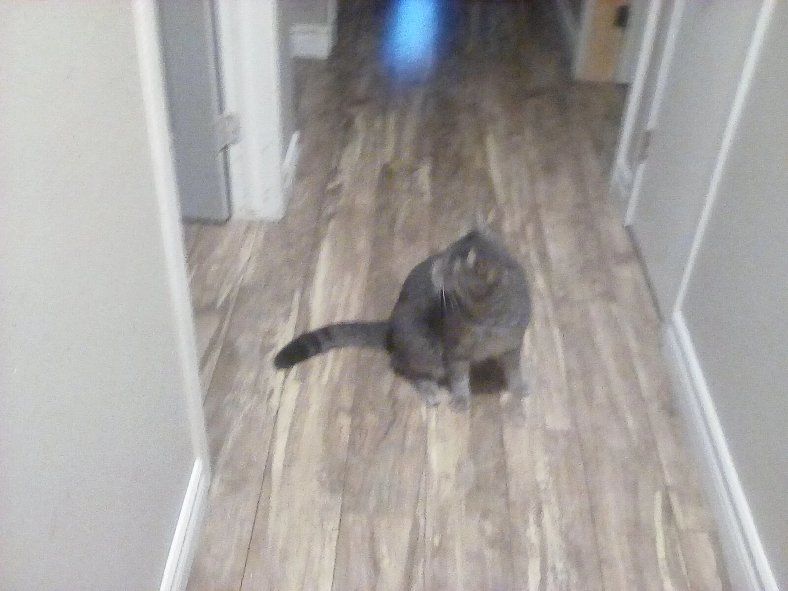 Daily Cat Image #428 | Fandom