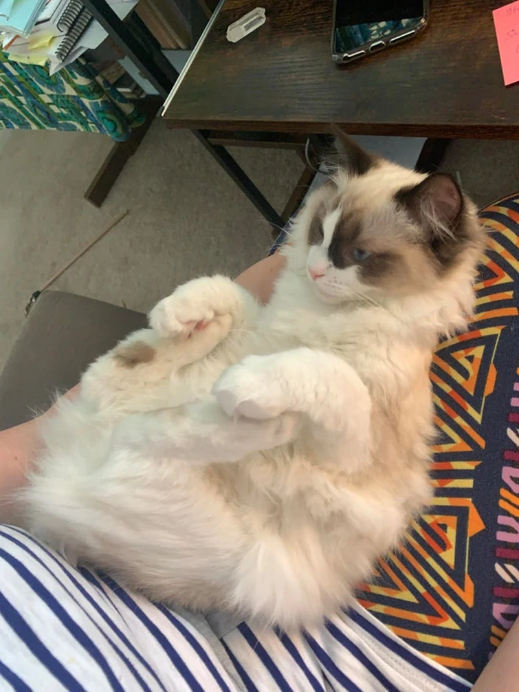 Daily dose of Eyebleach | Fandom