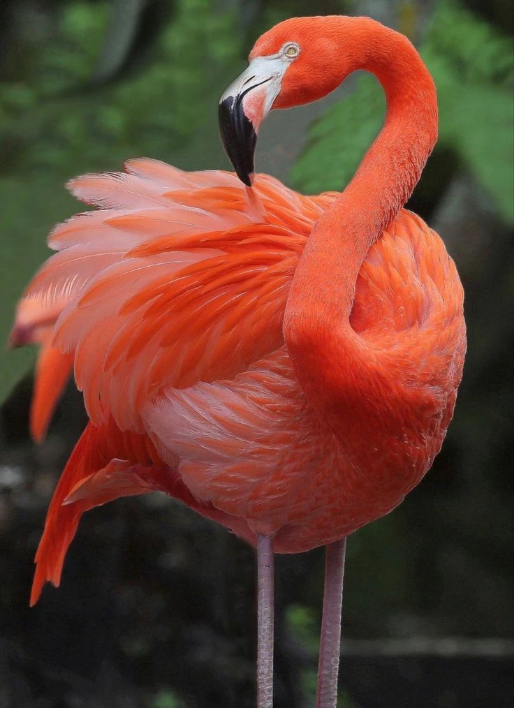 Face reveal.. | Fandom