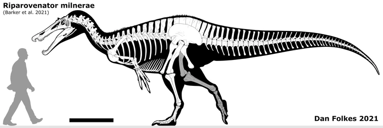 Riparovenator holotype compared to Neovenator holotype | Fandom