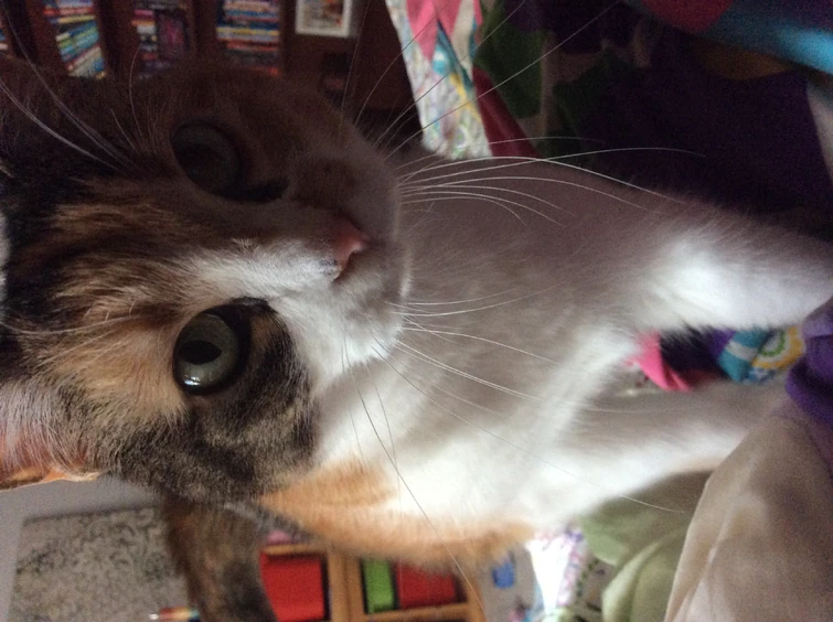 Daily Cat Image #353 | Fandom