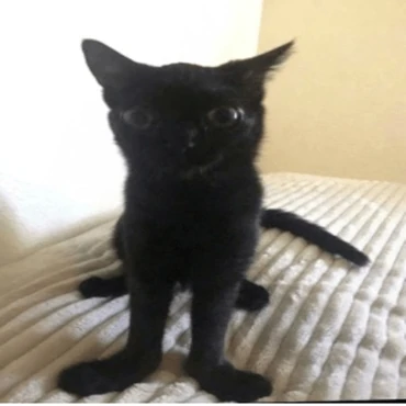 WHO IS YOUR FAVORITE SKRUNKLE | Fandom