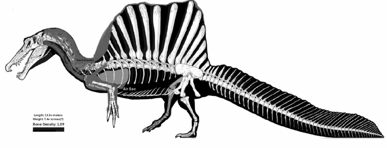 epic muscle diagram of Spinosaurus I made | Fandom