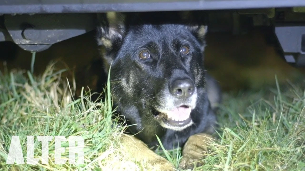 Oscar's Bell (daily horror #635) | Fandom