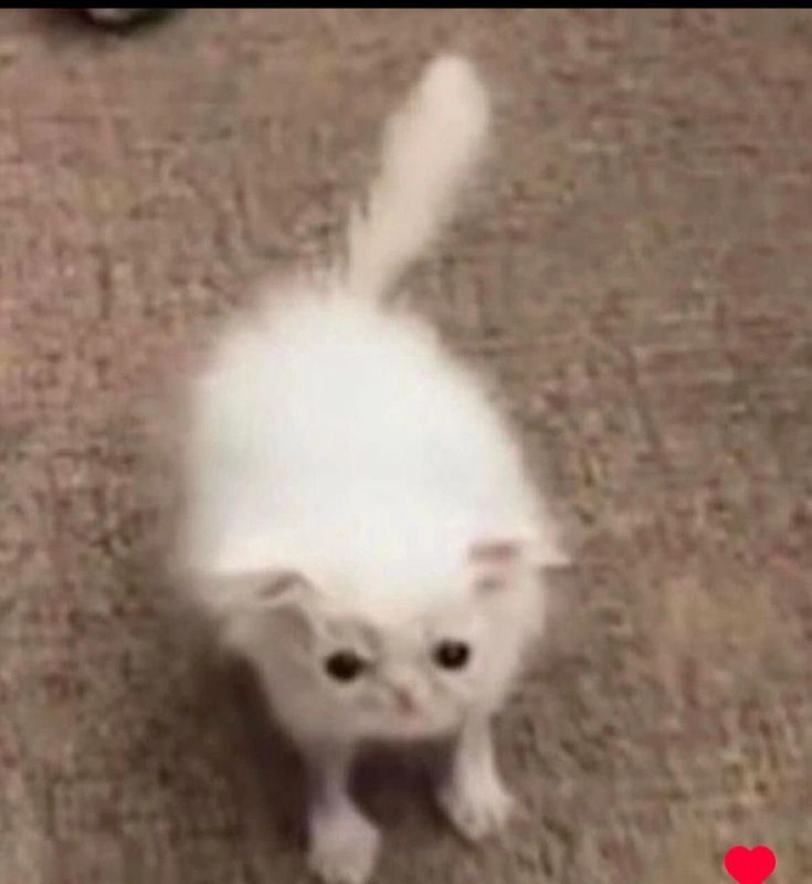 how it feels to be one of like 5 demochees fans in this fandom | Fandom