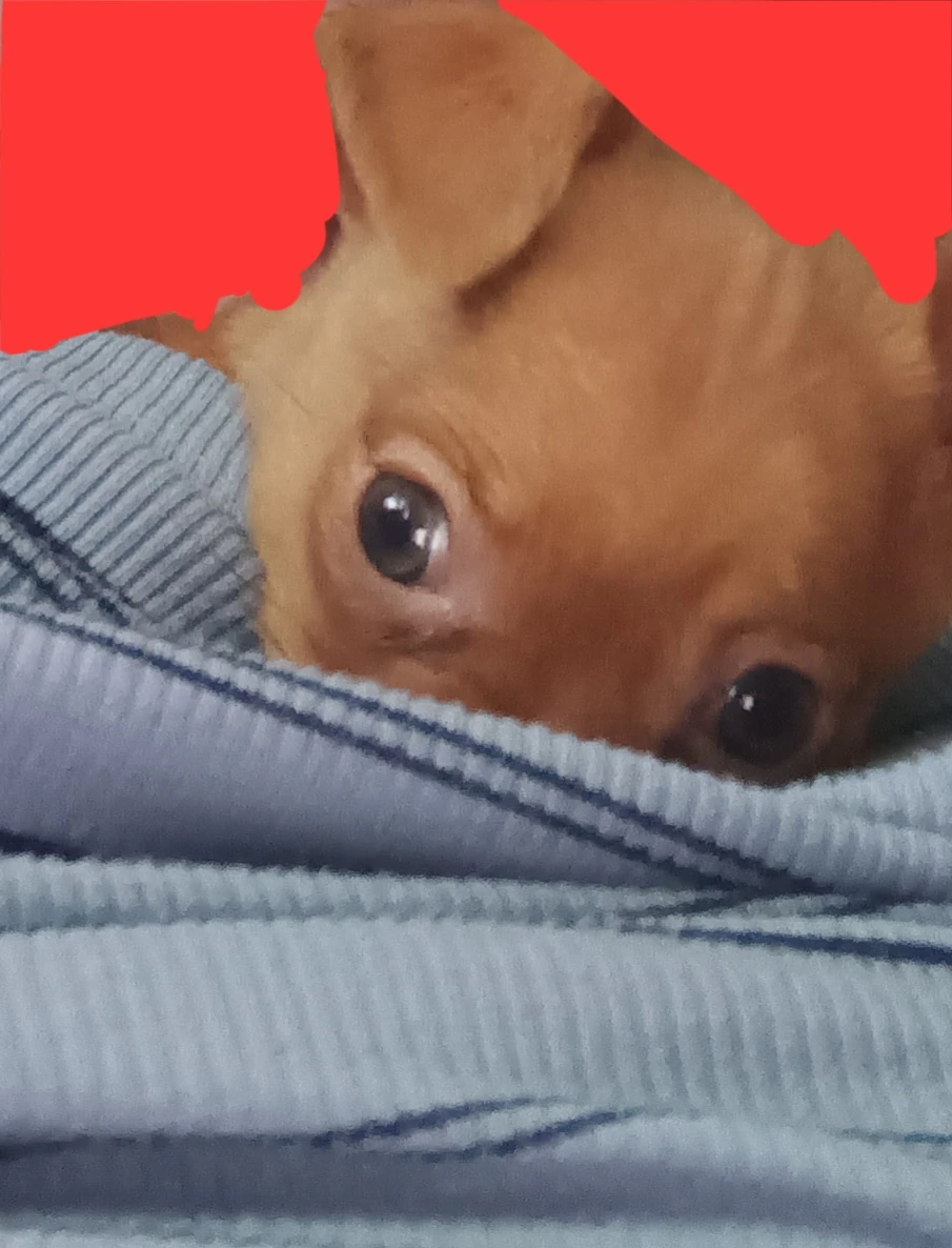 Puppy | Fandom