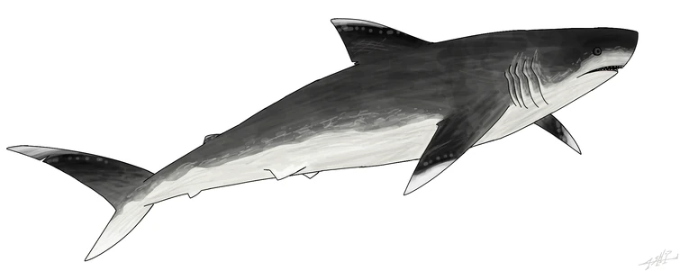 Cretoxyrhina mantelli drawing | Fandom