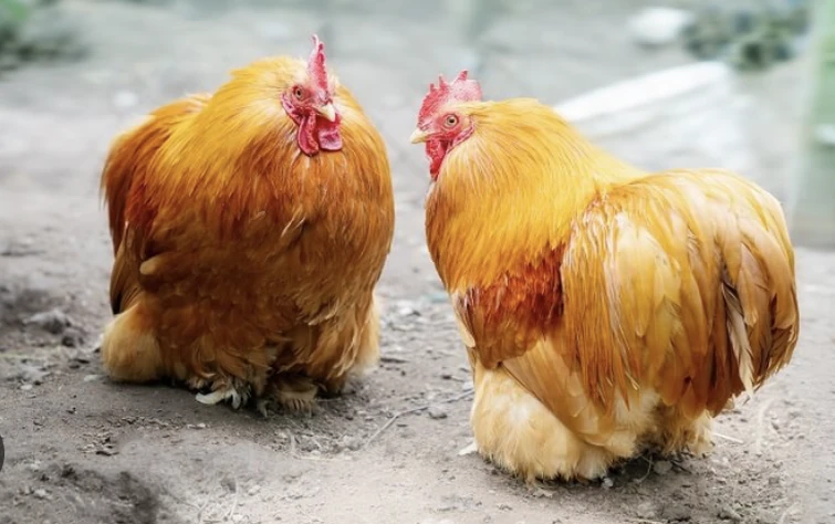 Should I create a Cochin skin on a Puffwump or pick another chicken ...